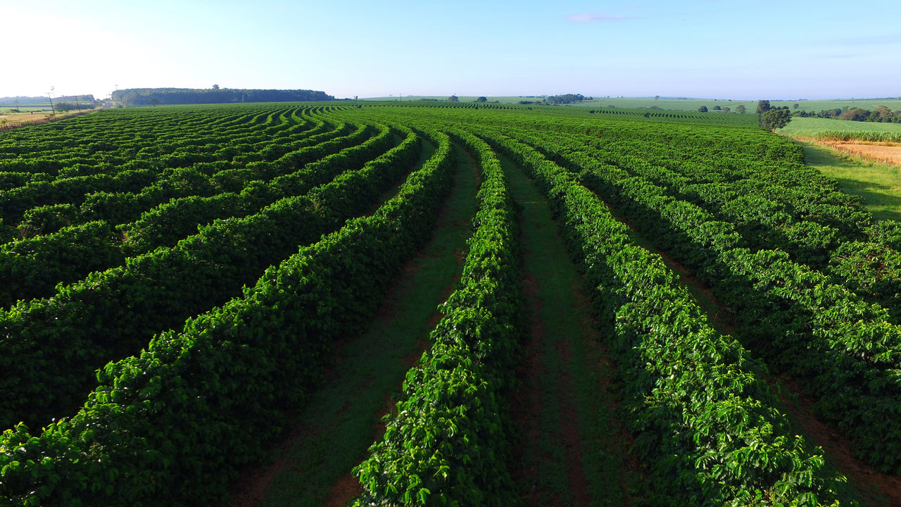 Welcome to Java Gourmet Coffee